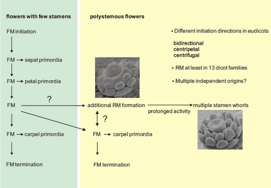 Plants | Special Issue : Developmental and Genetic Mechanisms of Floral ...