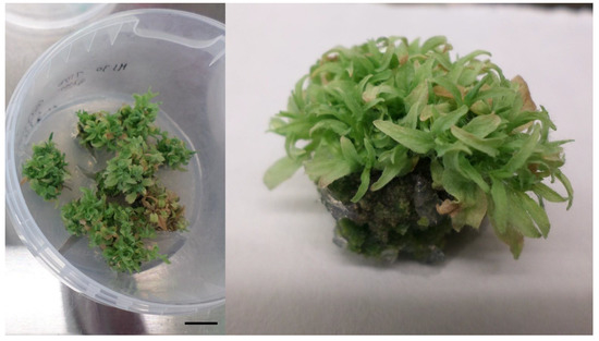 Protocols for Adventitious Regeneration of Amelanchier alnifolia var ...