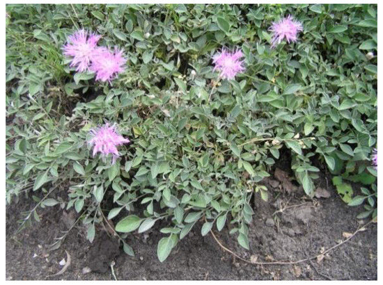 Antifungal Activity of the Sesquiterpene Lactones from Psephellus bellus