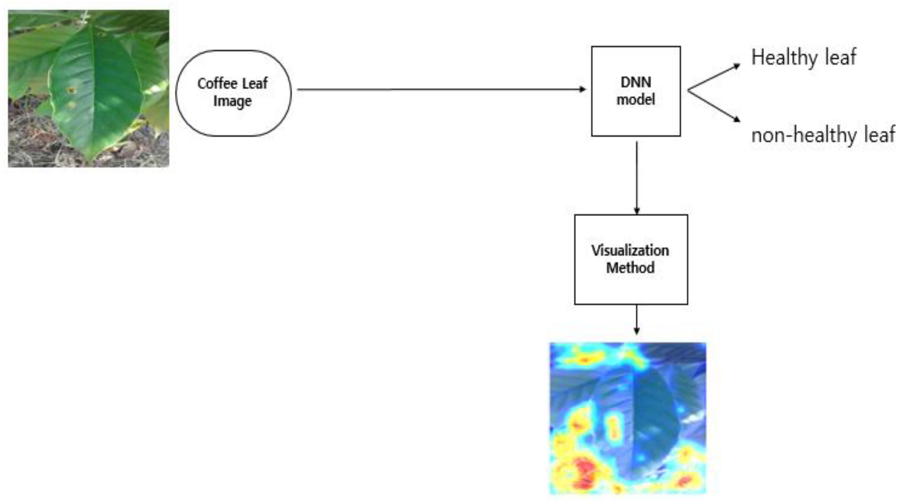 Coffee Disease Visualization and Classification