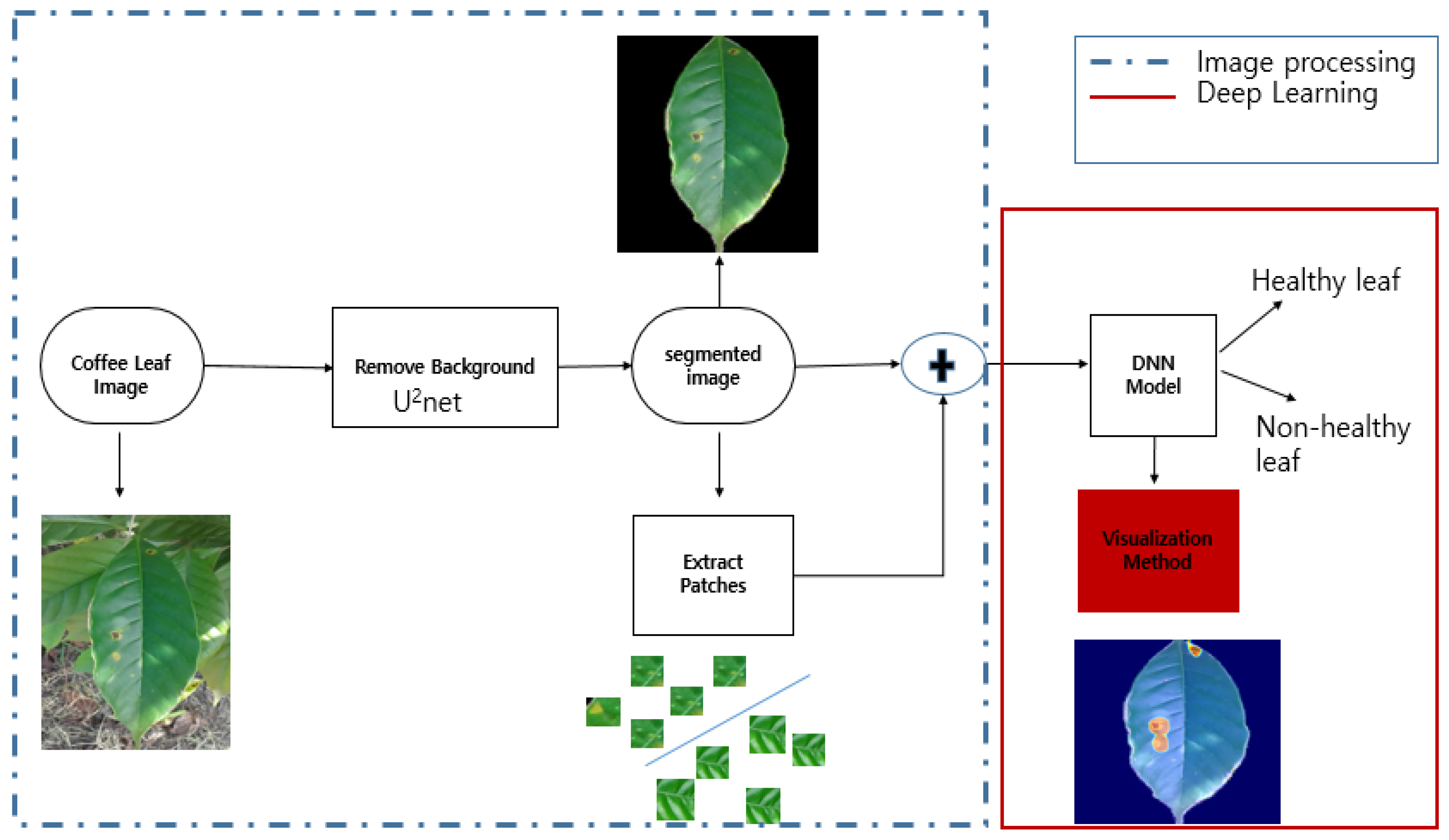 Coffee Disease Visualization and Classification