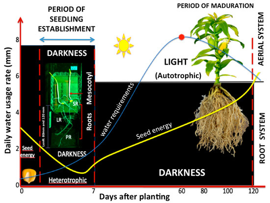 Primary Root and Mesocotyl Elongation in Maize Seedlings: Two Organs ...