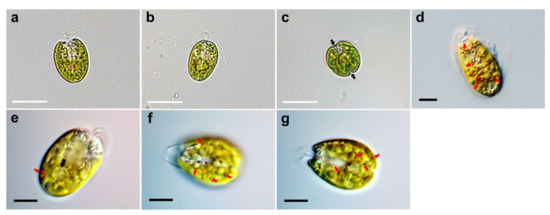 Tetraselmis jejuensis sp. nov. (Chlorodendrophyceae), a Euryhaline ...
