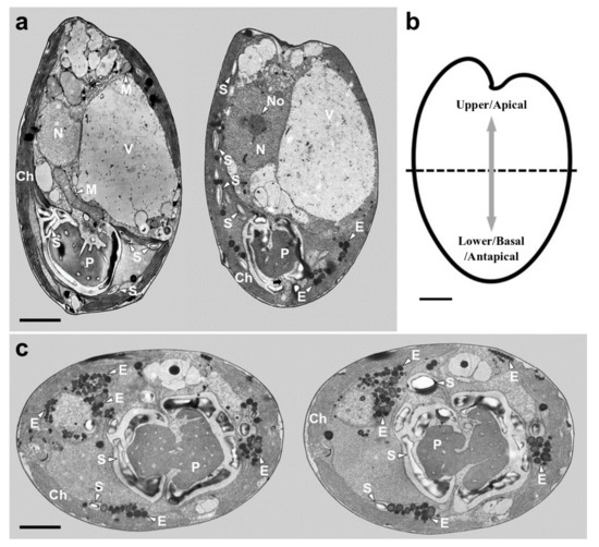 Tetraselmis jejuensis sp. nov. (Chlorodendrophyceae), a Euryhaline ...