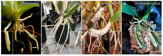 The Orchid Velamen: A Model System for Studying Patterned Secondary ...