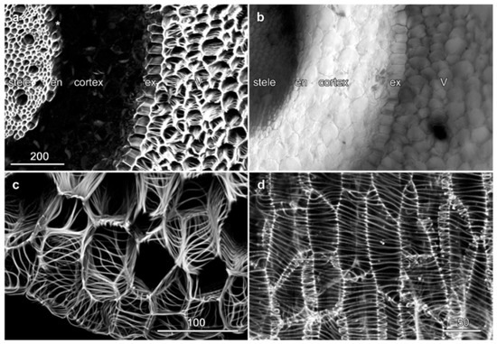 The Orchid Velamen: A Model System for Studying Patterned Secondary ...