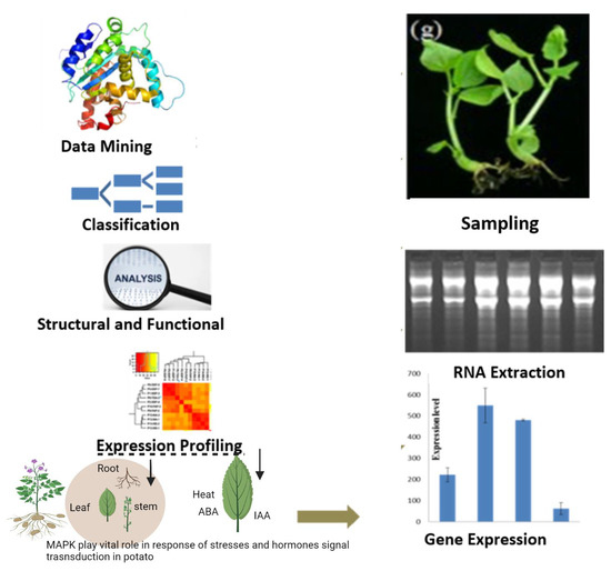 Plants | Free Full-Text | Mitogen-Activated Protein Kinase Expression ...