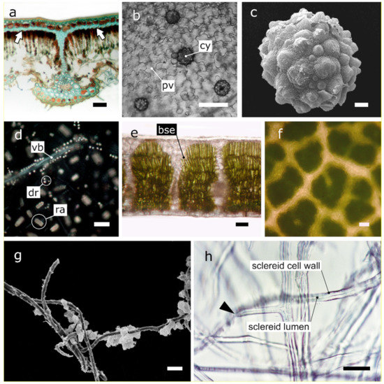 The Optical Properties of Leaf Structural Elements and Their ...