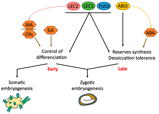 Genetic and Molecular Control of Somatic Embryogenesis