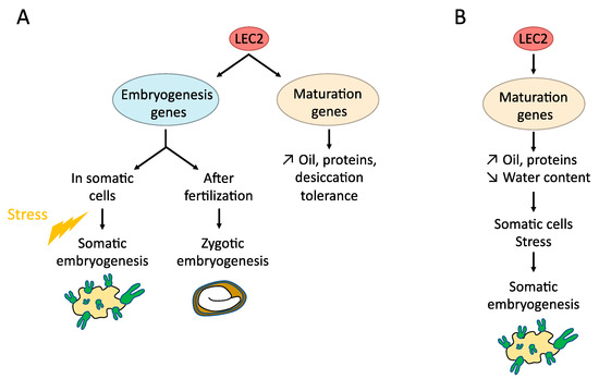 Genetic and Molecular Control of Somatic Embryogenesis