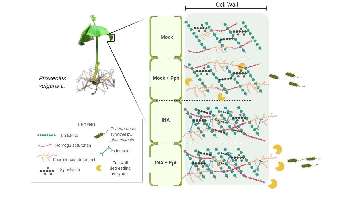 Plants | Free Full-Text | Immune Priming Triggers Cell Wall Remodeling ...