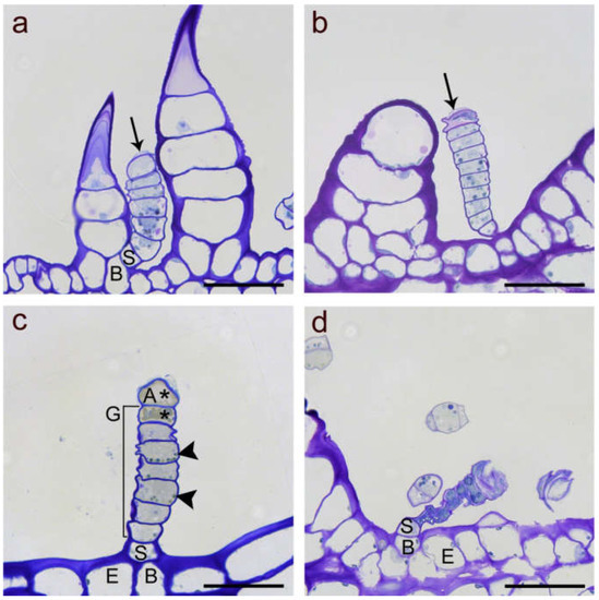 Plants | Special Issue : Plant Secretory Structures
