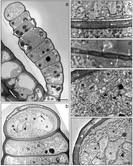 Plants | Special Issue : Plant Secretory Structures