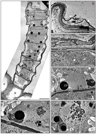 Plants | Special Issue : Plant Secretory Structures
