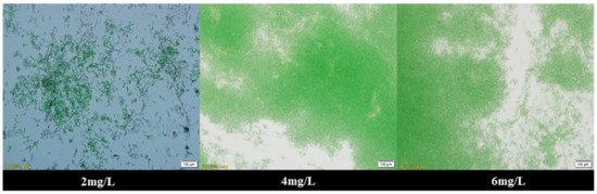 Debottlenecking Thermophilic Cyanobacteria Cultivation and Harvesting ...