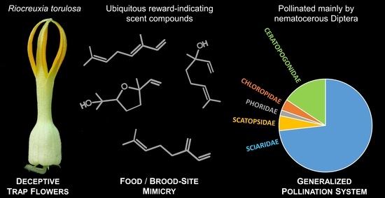 Plants | Free Full-Text | Fly Pollination of Kettle Trap Flowers of ...