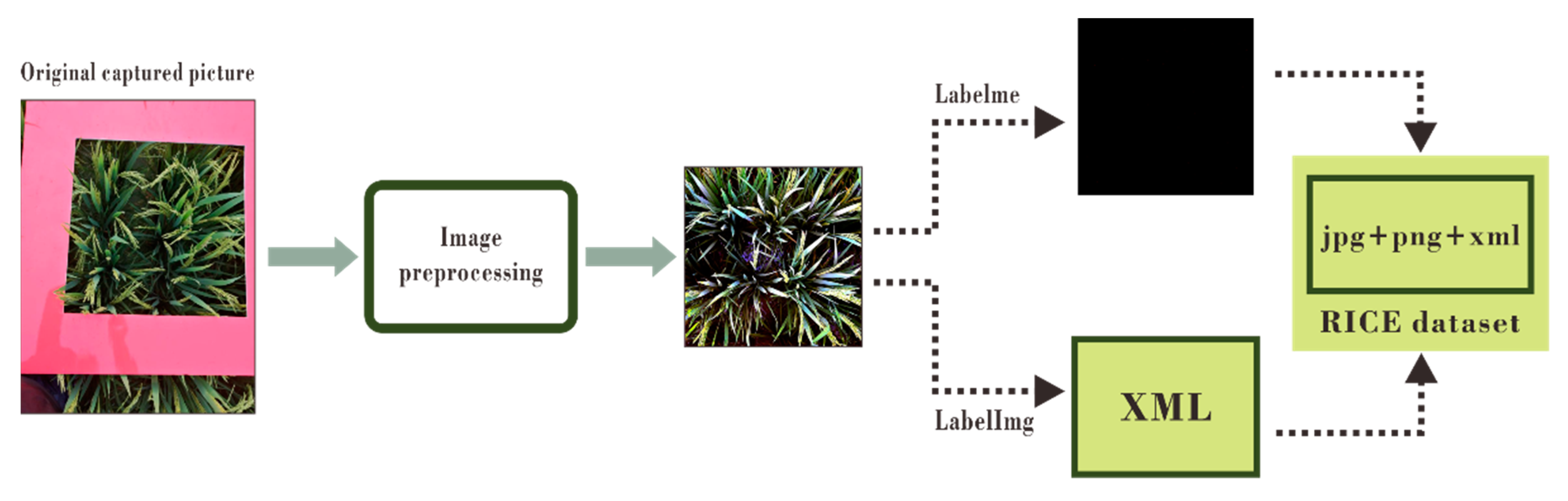 Rice Ear Counting Based on Image Segmentation and Establishment of a ...