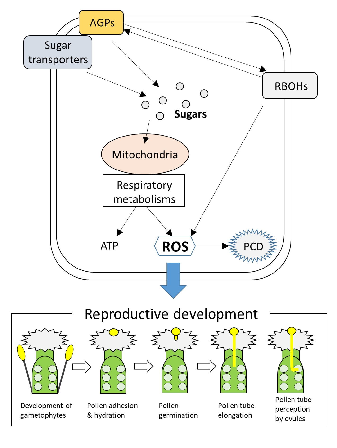 Plants | Free Full-Text | Links between Regulatory Systems of ROS and ...
