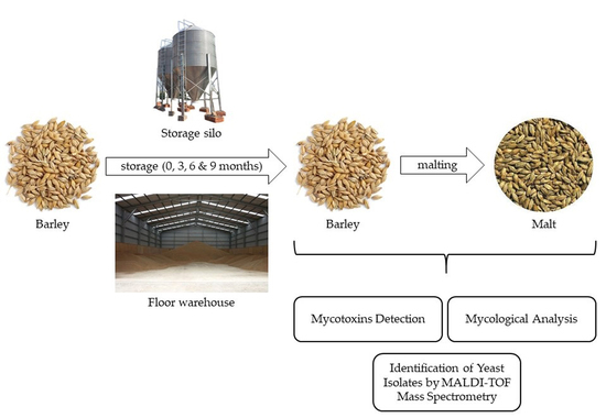 Plants | Special Issue : Barley for Human Consumption