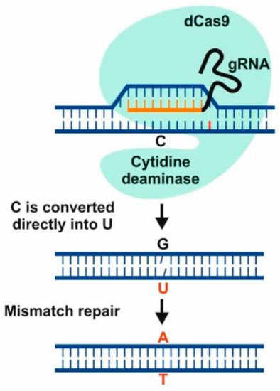Will Plant Genome Editing Play a Decisive Role in “Quantum-Leap ...