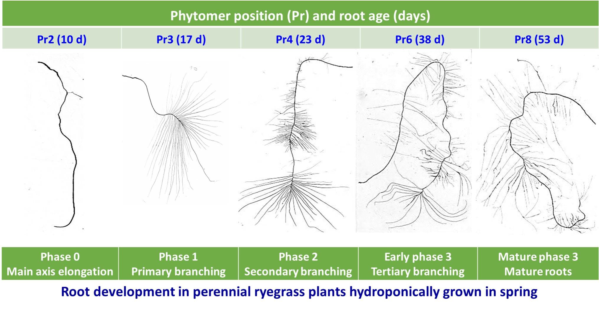 Plants | Free Full-Text | Time Course of Root Axis Elongation and ...
