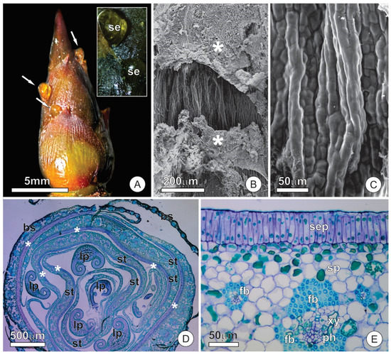 Colleters, Extrafloral Nectaries, and Resin Glands Protect Buds and ...