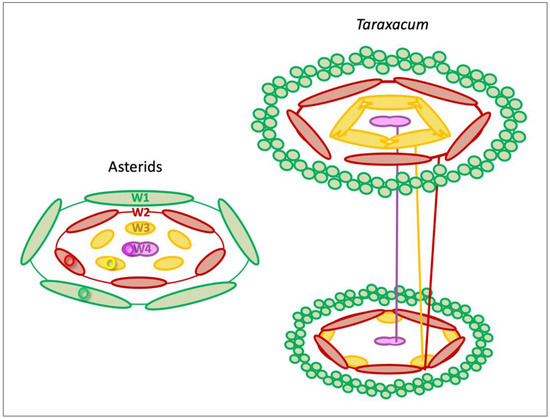 Sepal Identity of the Pappus and Floral Organ Development in the Common ...