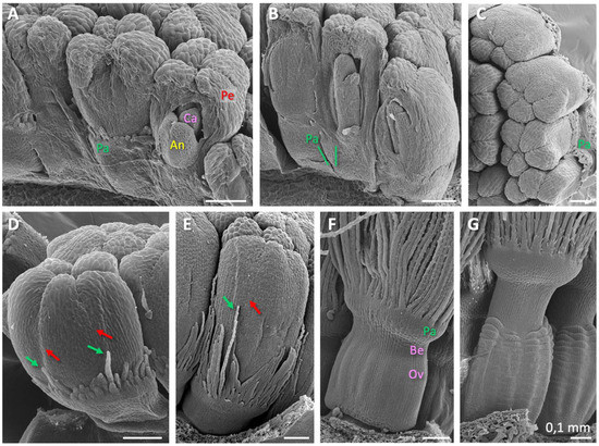 Sepal Identity of the Pappus and Floral Organ Development in the Common ...