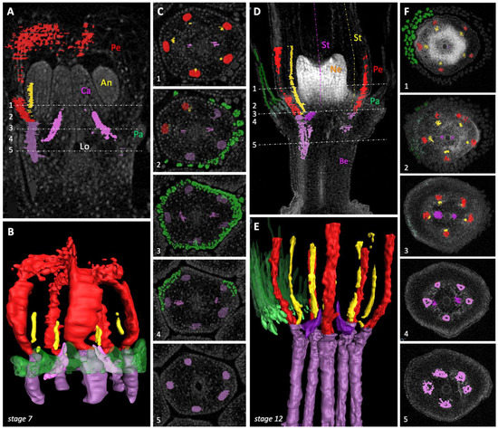 Sepal Identity of the Pappus and Floral Organ Development in the Common ...