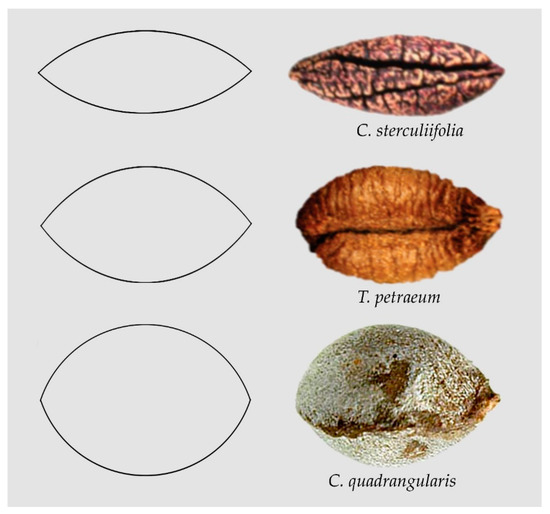 Seed Geometry in the Vitaceae