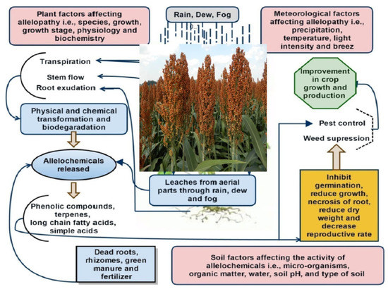Unraveling Sorghum Allelopathy in Agriculture: Concepts and Implications