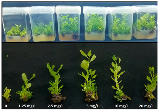 Biosynthesis and Characterization of ZnO Nanoparticles Using Ochradenus ...