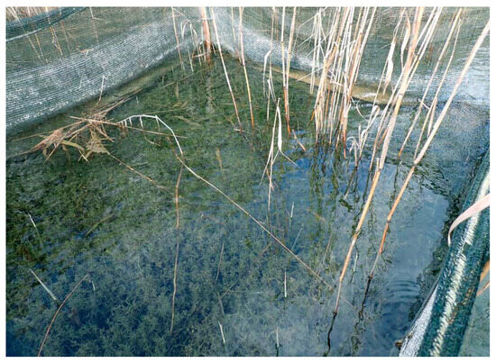 Re-Establishment Techniques and Transplantations of Charophytes to ...