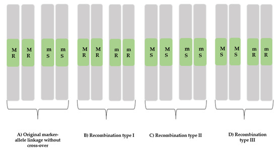 Plants | Free Full-Text | Characterisation of a 4A QTL for Metribuzin ...