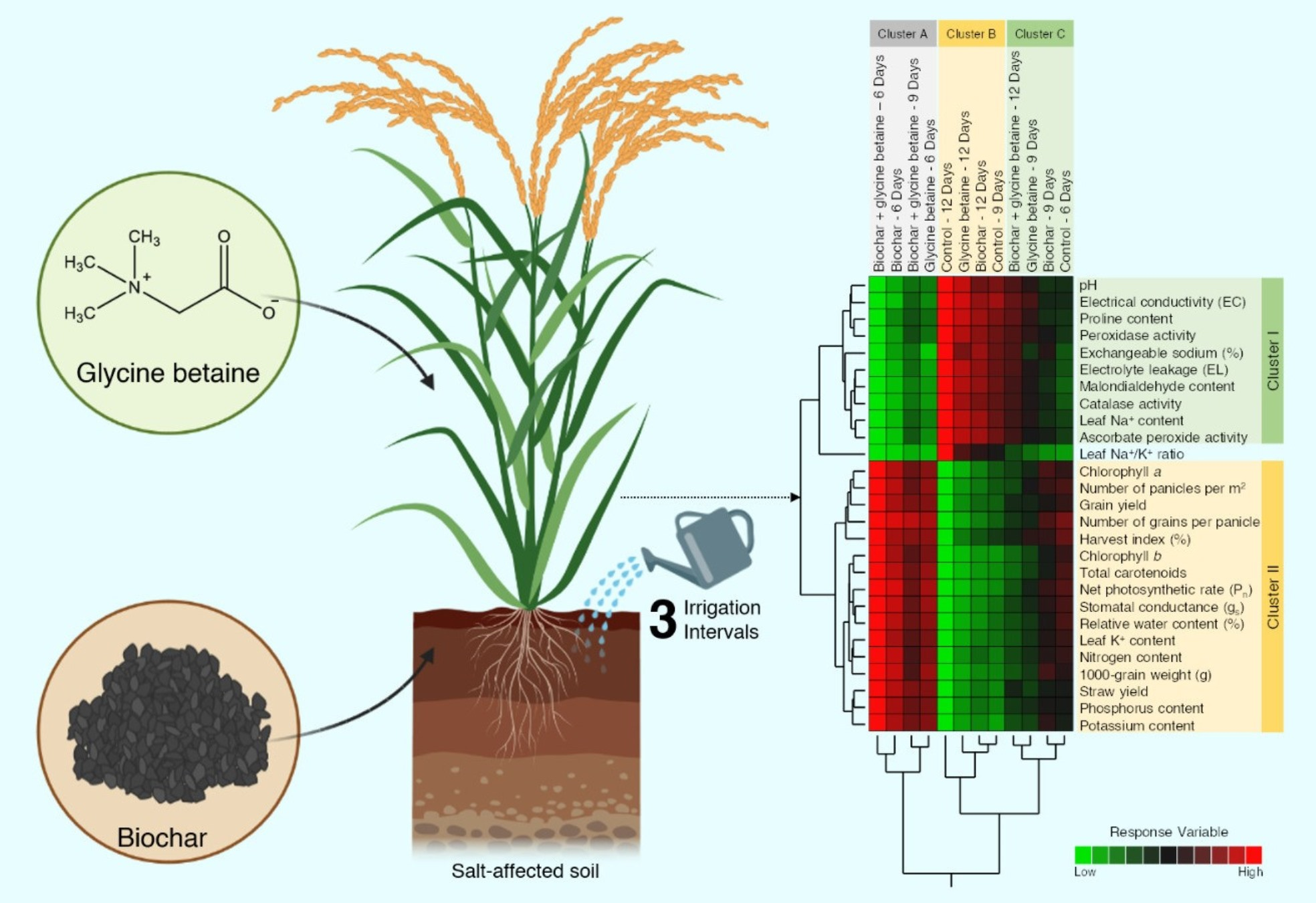 Plants | Free Full-Text | Incorporated Biochar-Based Soil Amendment and Exogenous Glycine ...
