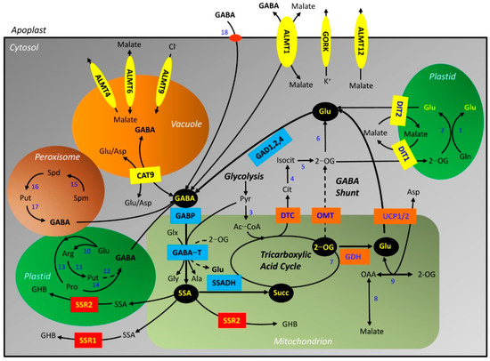 γ-Aminobutyrate (GABA) Regulated Plant Defense: Mechanisms and ...