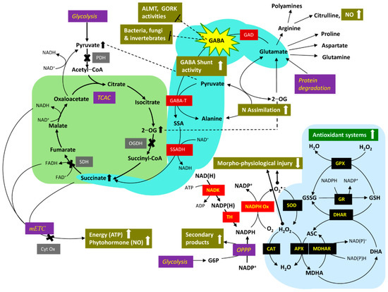 γ-Aminobutyrate (GABA) Regulated Plant Defense: Mechanisms and ...