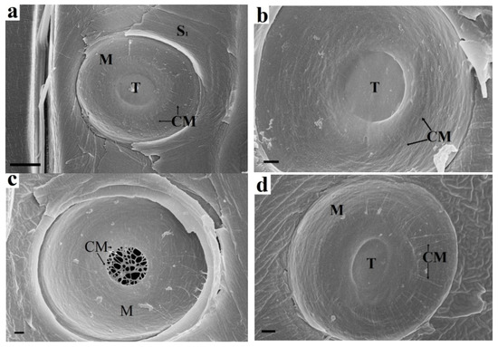 Bordered Pit Formation in Cell Walls of Spruce Tracheids