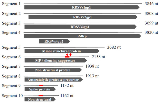 Optimized RNA-Silencing Strategies for Rice Ragged Stunt Virus ...