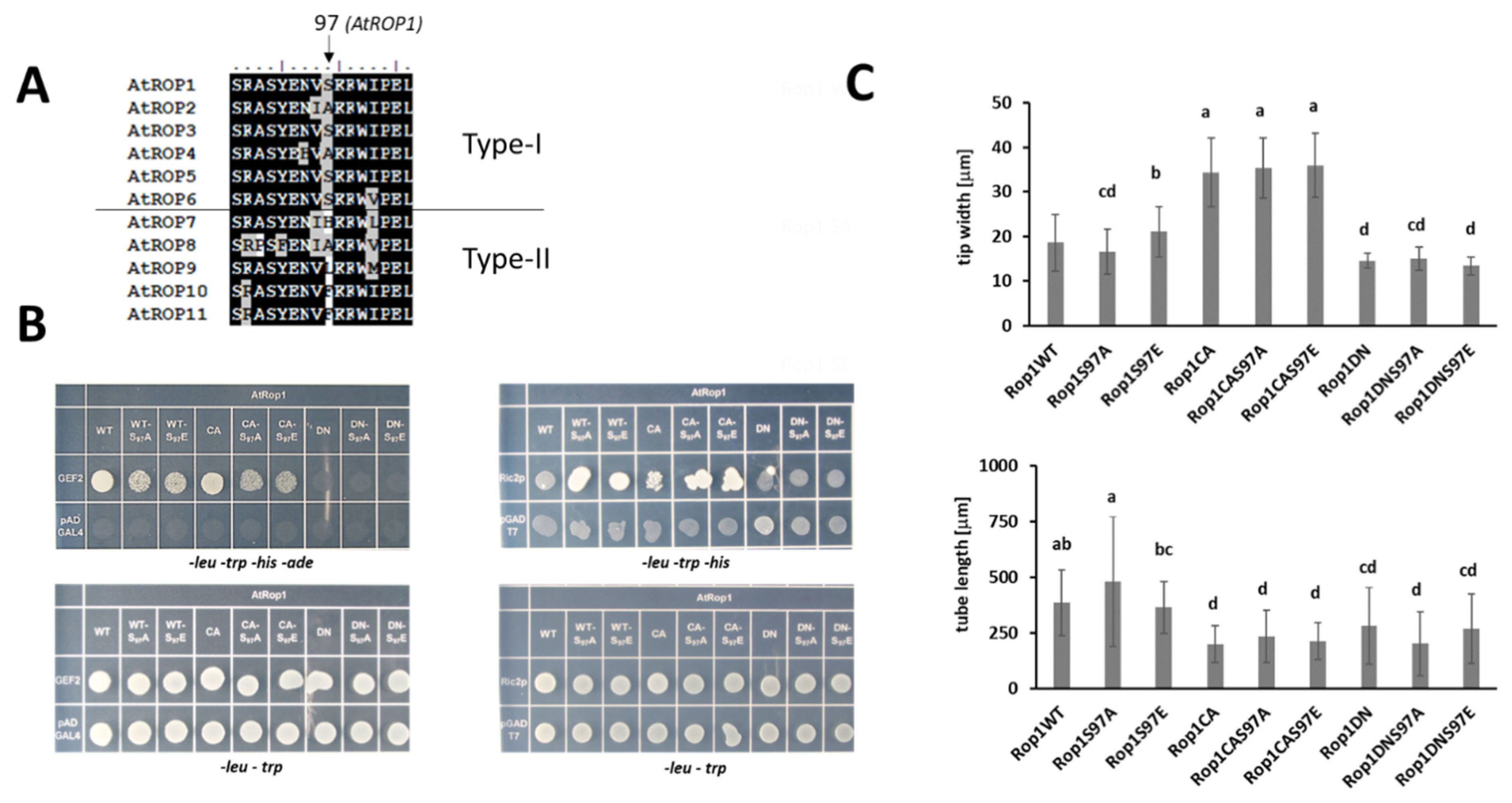 The Arabidopsis Rho of Plants GTPase ROP1 Is a Potential Calcium ...