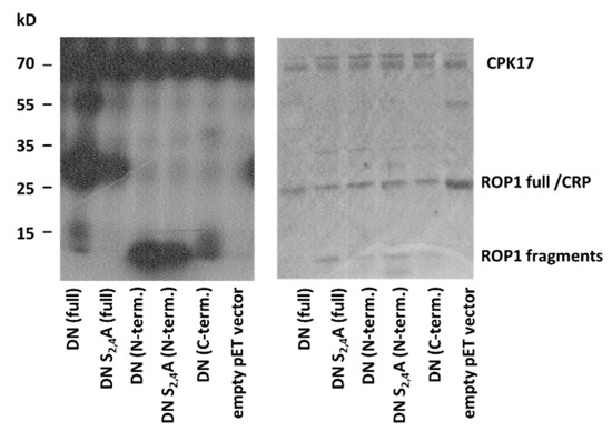 The Arabidopsis Rho of Plants GTPase ROP1 Is a Potential Calcium ...