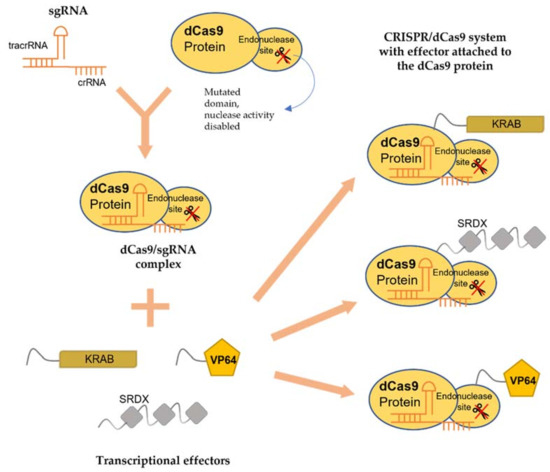 Plants | Free Full-Text | CRISPR/dCas9-Based Systems: Mechanisms and Applications in Plant Sciences