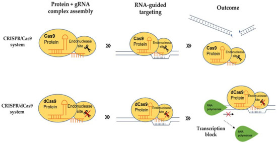 Plants | Free Full-Text | CRISPR/dCas9-Based Systems: Mechanisms and ...