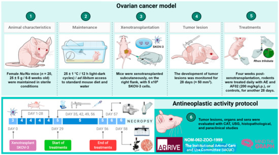 Antineoplastic Activity of Rhus trilobata Nutt. (Anacardiaceae) against ...