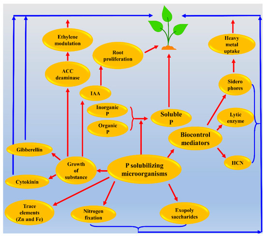 Plants | Free Full-Text | Comparative Effect of Inoculation of Phosphorus-Solubilizing Bacteria ...