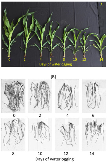 Developing Functional Relationships between Soil Waterlogging and Corn ...