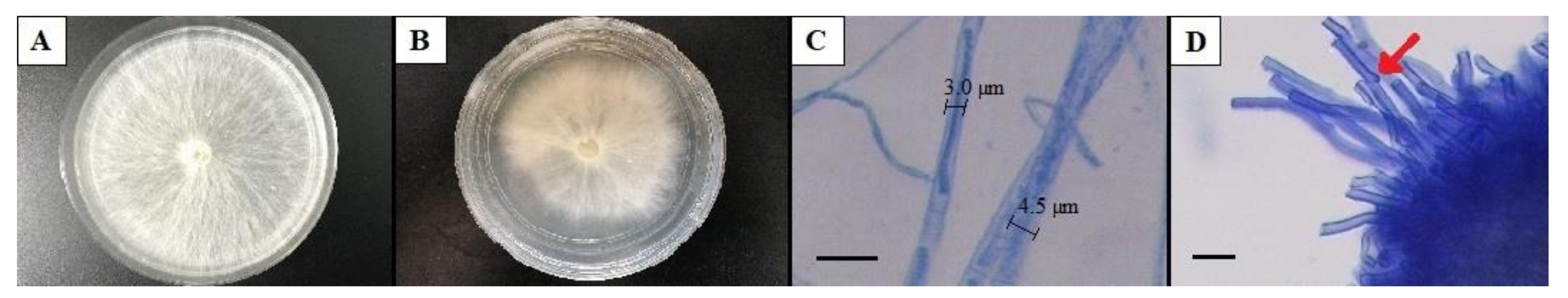 Virulence of Rigidoporus microporus Isolates Causing White Root Rot ...