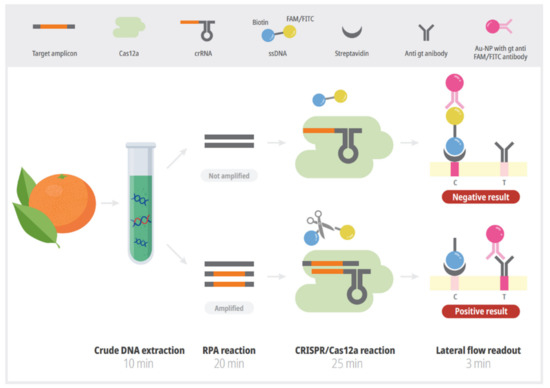 Sensitive and Rapid Detection of Citrus Scab Using an RPA-CRISPR/Cas12a System Combined with a ...