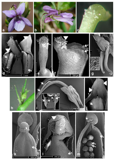Seasonal and Simultaneous Cleistogamy in Rostrate Violets (Viola ...