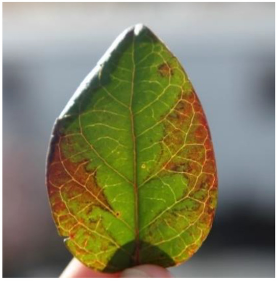 Known and New Emerging Viruses Infecting Blueberry